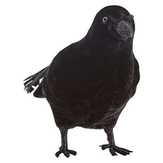 Black Feathered Velvet Crow | PBteen